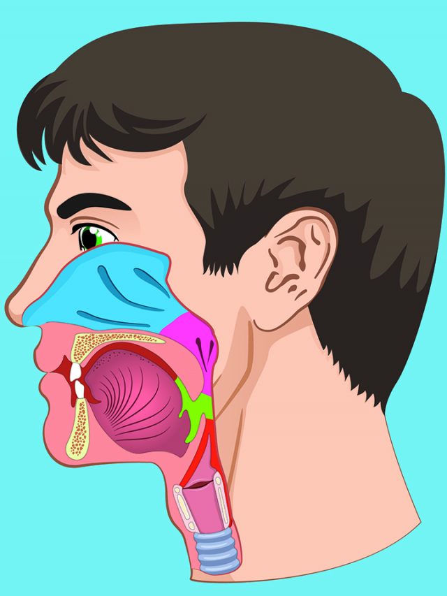 What is The Pharynx? - Aakash Blog