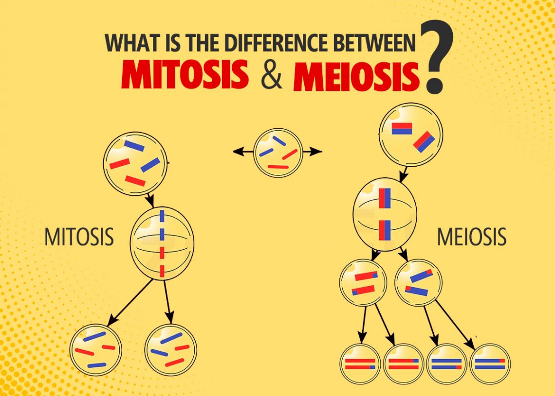 What is the difference between Mitosis and Meiosis?