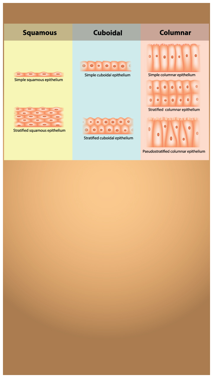What Are The Four Types Of Animal Tissue Quora
