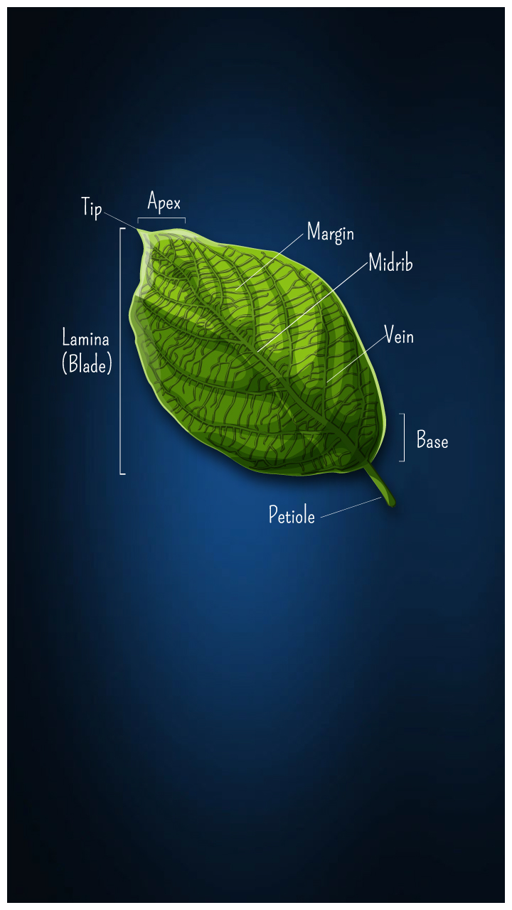 Lamina Leaf