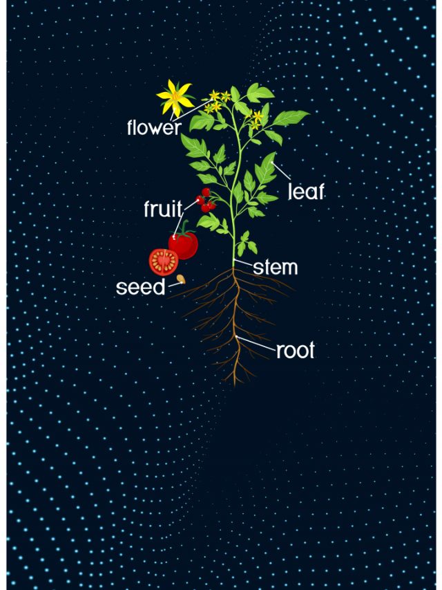 What are the Parts of a Plant? CBSE Class 6 Science Revision Notes ...