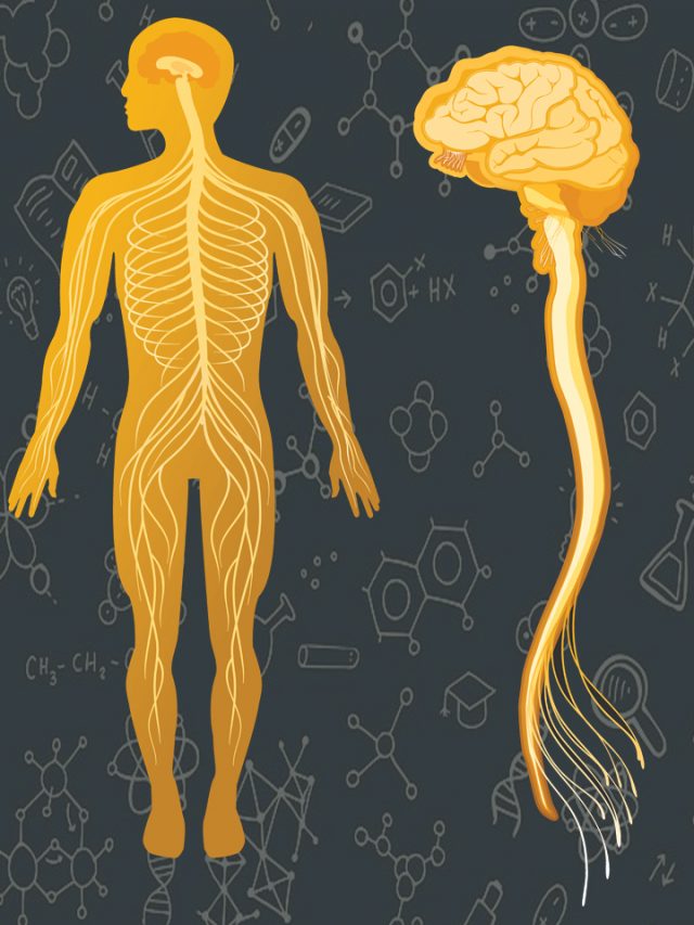Explain the Concept of Involuntary Actions with Example - Aakash BYJU'S ...