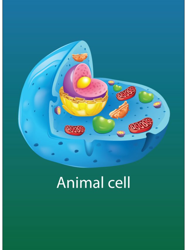 What is an Animal Cell? - Aakash Blog