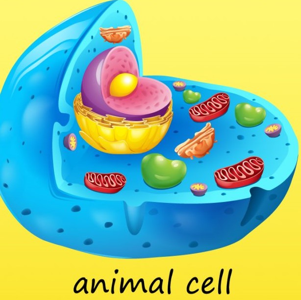 Animal Cell Important Notes For NEET 2022 Biology Animal Cell Important Notes For NEET 2022 Biology