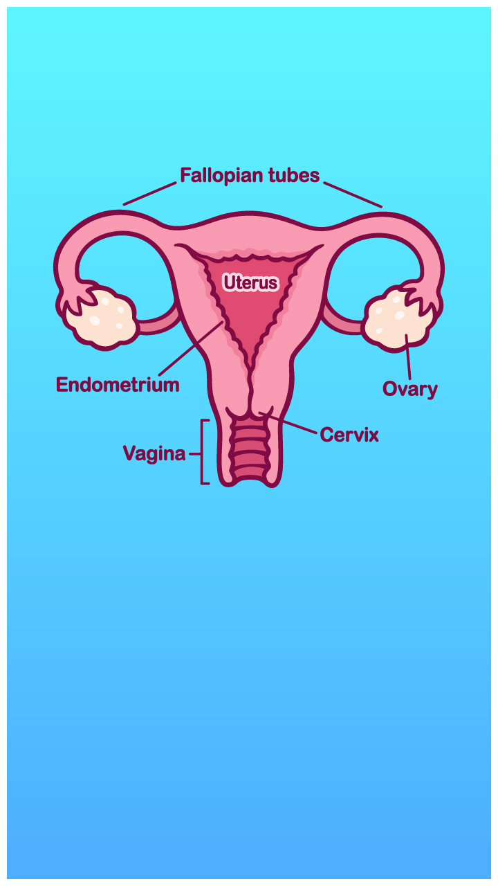 Stages of Menstrual Cycle: All You Need to Know About Menstruation ...