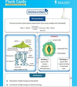 What is photosynthesis? Revision notes from CBSE Class 10 Biology