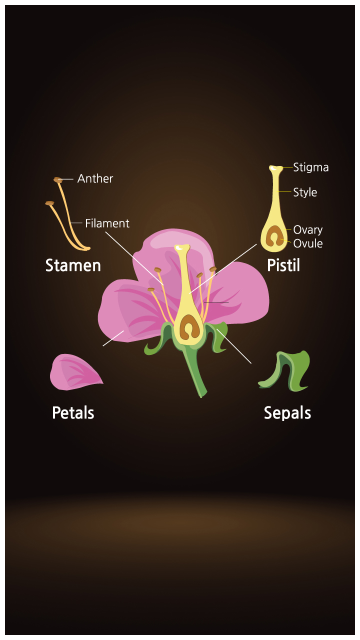 Flower Sepal Function