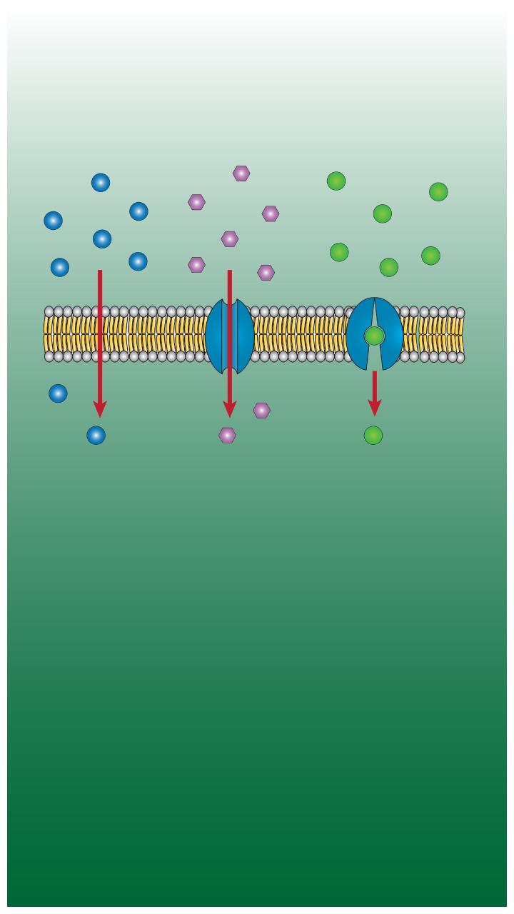 Active And Passive Processes What Is Passive Transport In Cells?