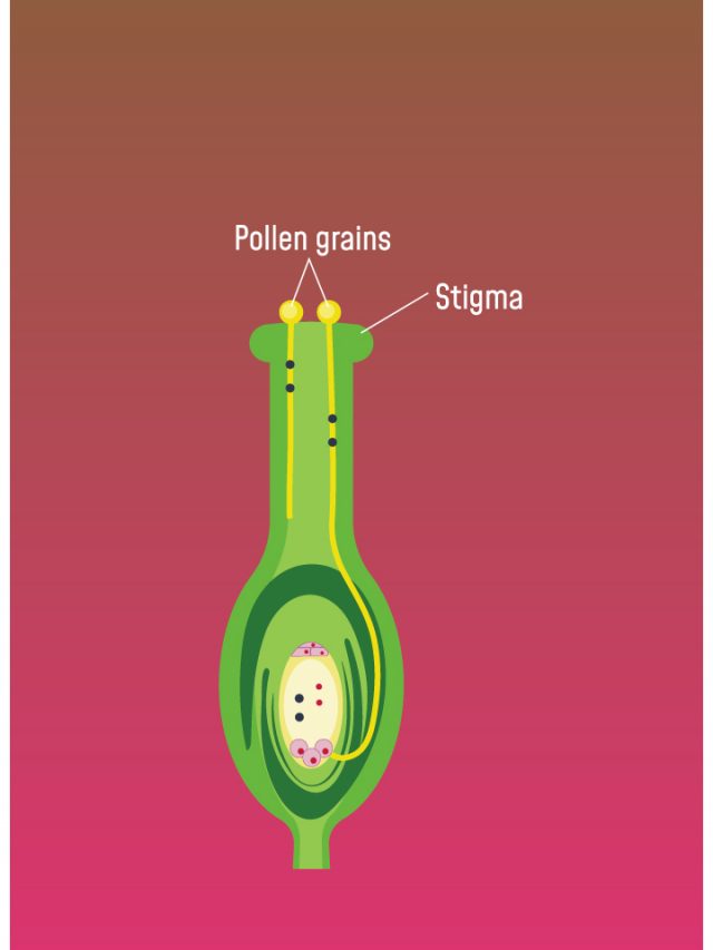 Explained: Process of Germination of Pollen on Stigma - Aakash Blog
