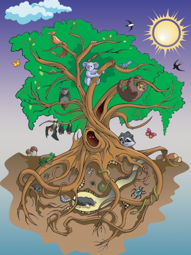 Discuss the Role of Predators in an Ecosystem - Aakash Blog