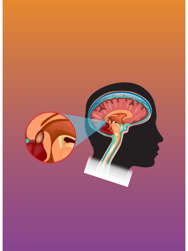 Pineal Gland: All you need to know About Pineal Gland Function