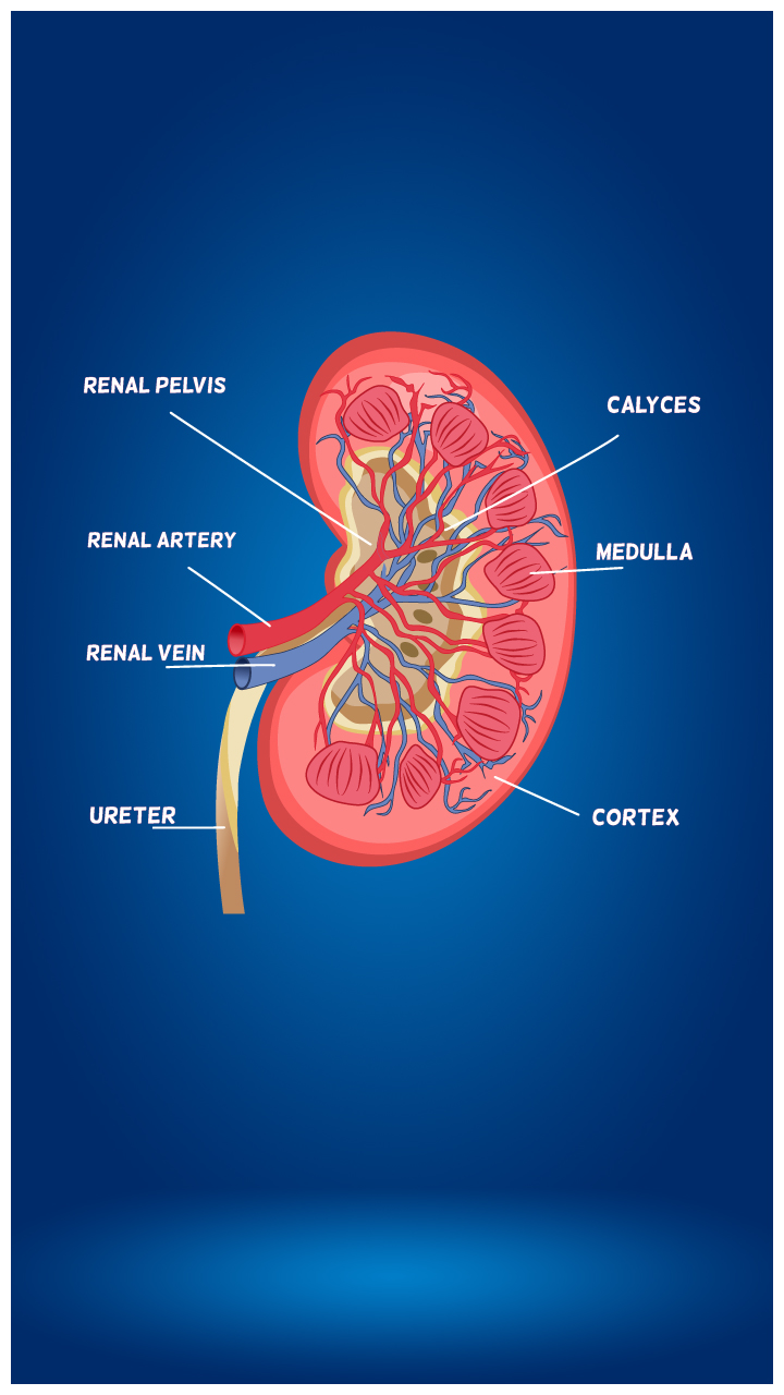 Human Excretory System Diagram Labeled