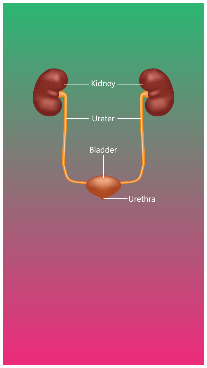 Excretory System Labeled Diagram Excretory System Diagram