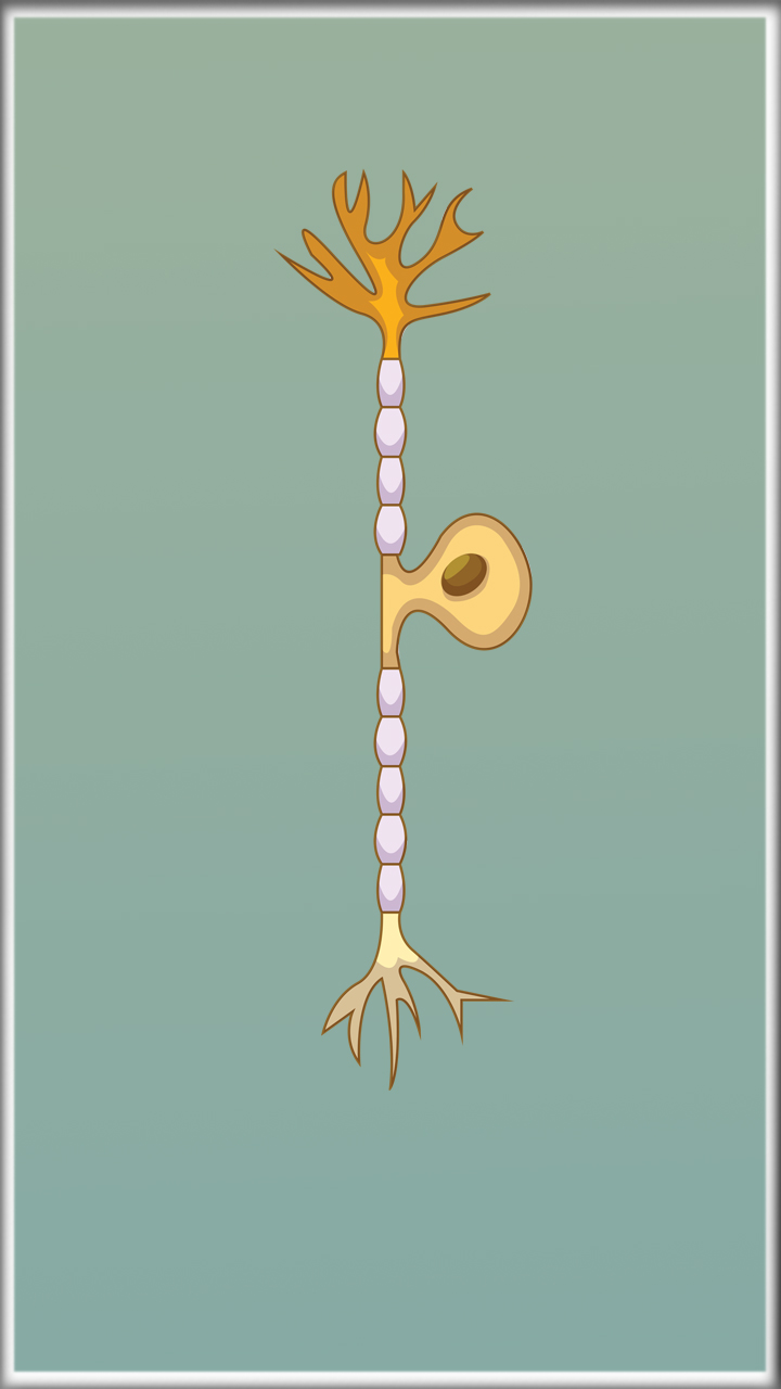Neuron Diagram Unlabeled Images 02. Tissues Of The Body | Basic Human