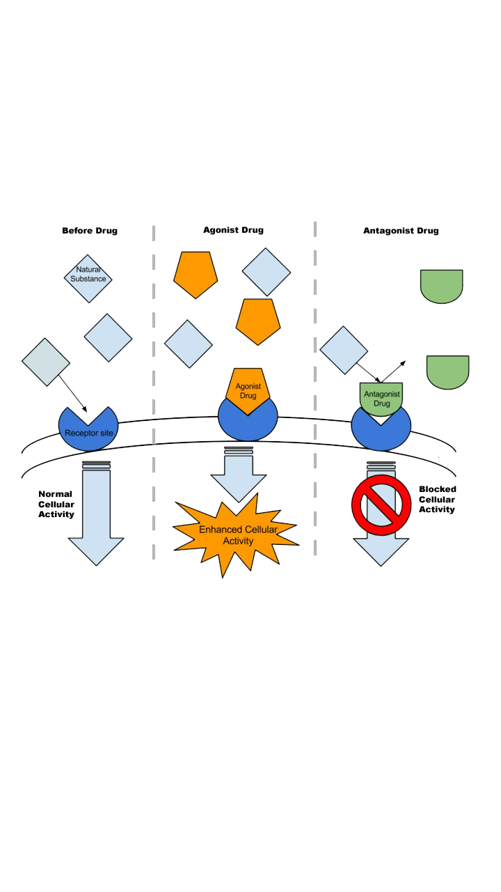 Antagonists Drugs Agonist And Antagonist Therapy For Drug Addiction