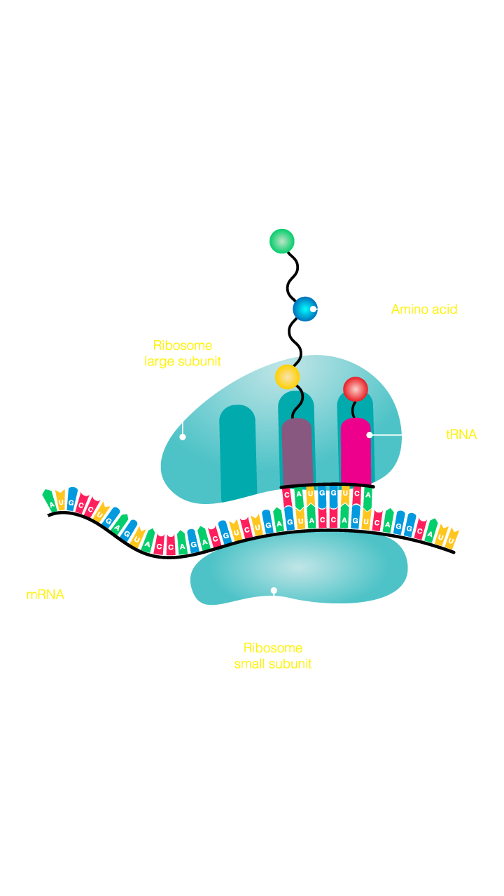 Dna Replication Transcription And Translation 🧬 Transcription
