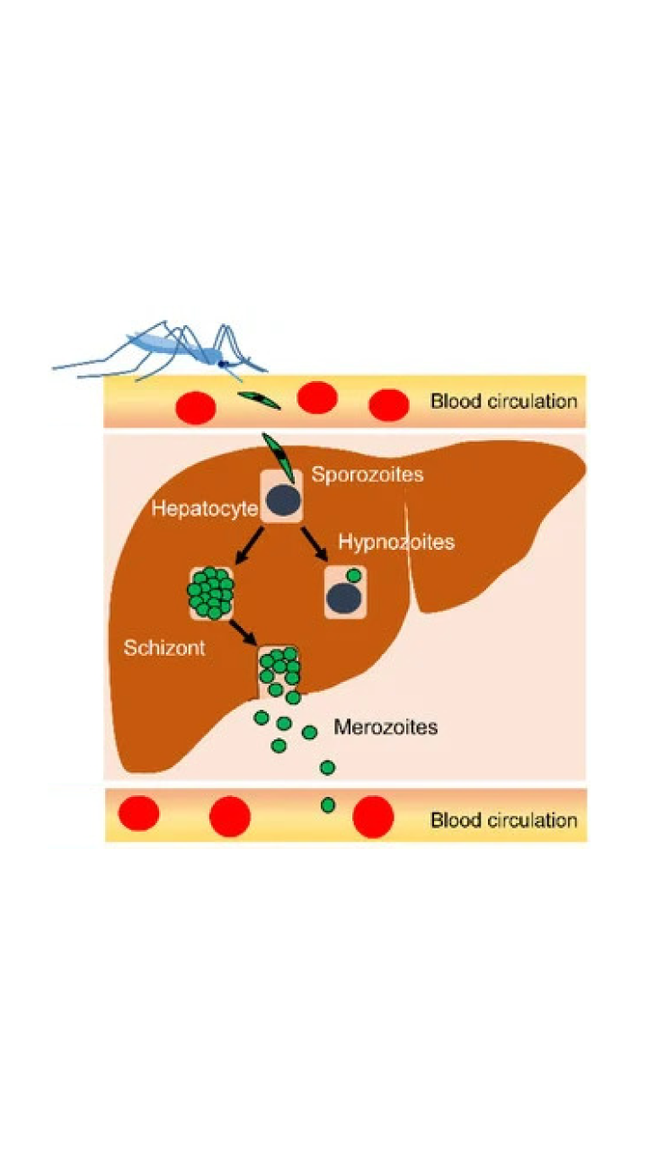 Plasmodium Vivax Life Cycle CDC DPDx Malaria