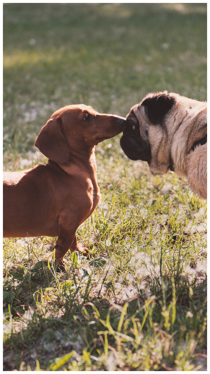 Inbreeding In Animals