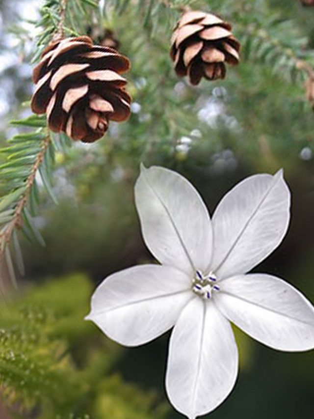 Characteristics of Angiosperms and Gymnosperms - Aakash BYJU'S Blog