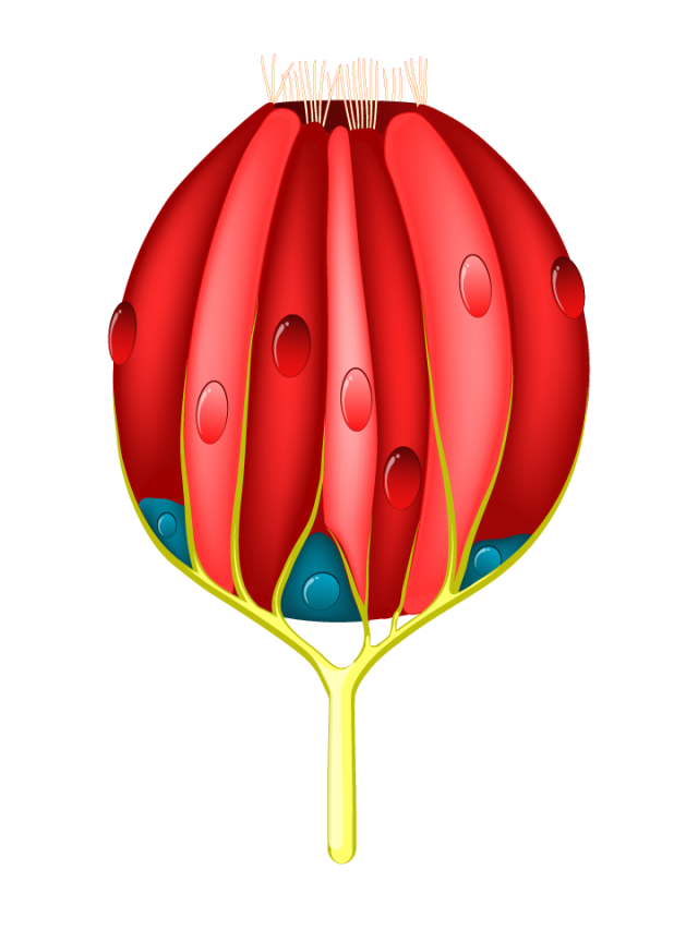 Explained: The Structure and Physiology of Taste Buds in Tongue ...
