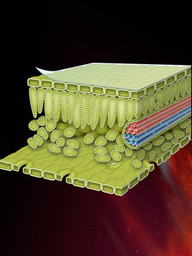 What Are Complex Tissues? - Aakash Blog