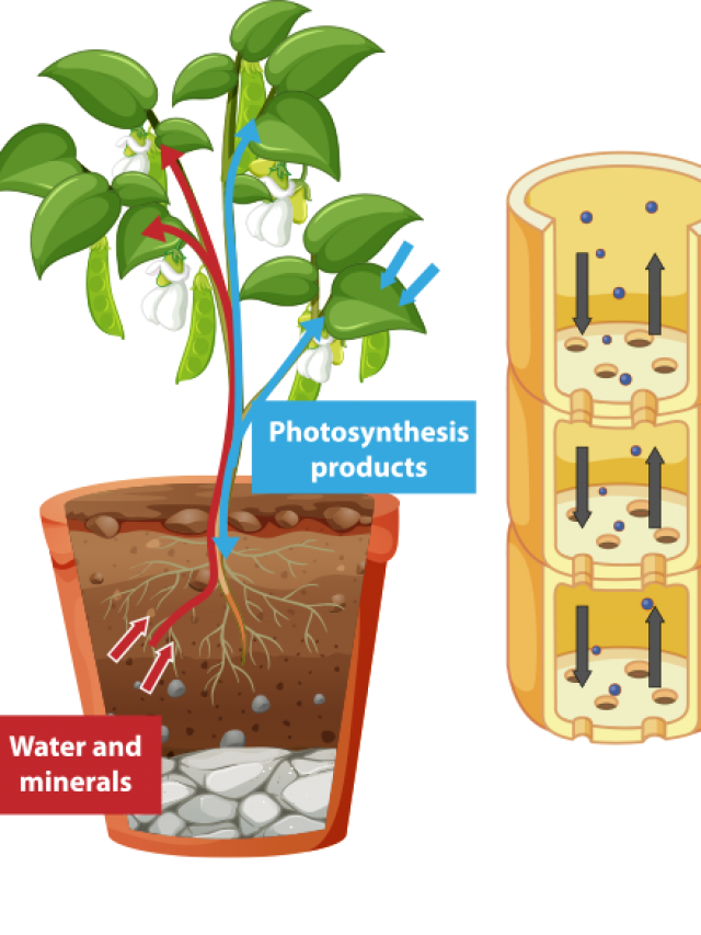 Classification of Simple and Complex Permanent Tissues - Aakash BYJU'S Blog