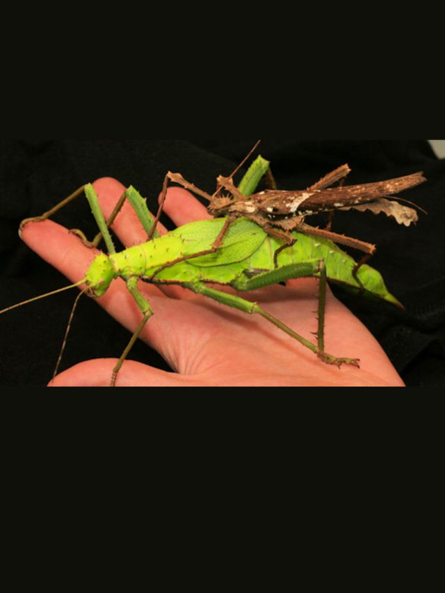 Difference Between Inbreeding, Outbreeding and Cross Breeding?