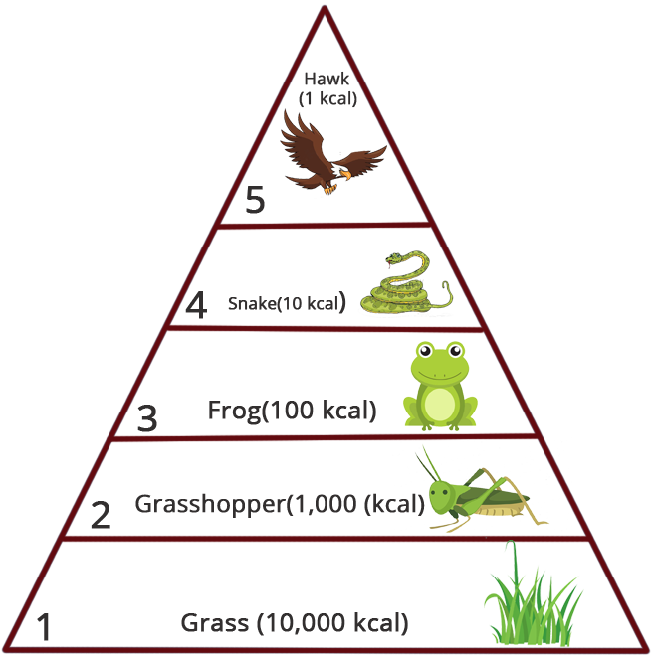 3 Major Types Of Ecological Pyramids Pyramid Of Number Types Of