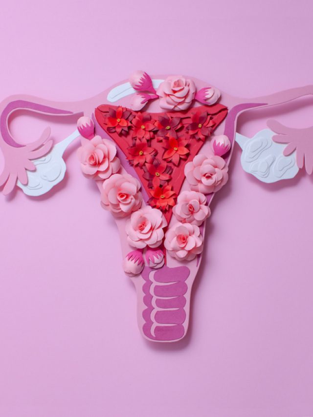 Which Part of the Female Reproductive System Is Devoid of Glands ...