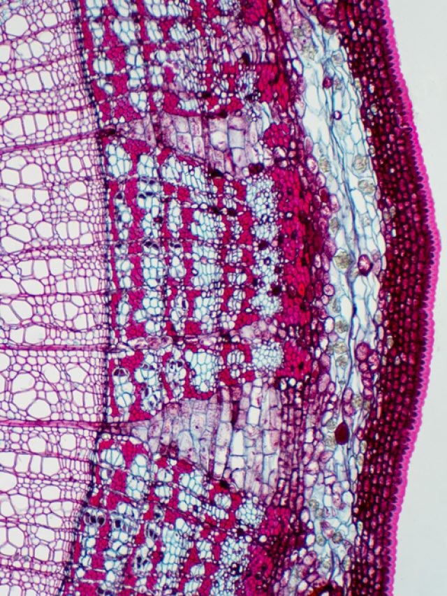 What Are Complex Tissues? - Aakash BYJU'S Blog