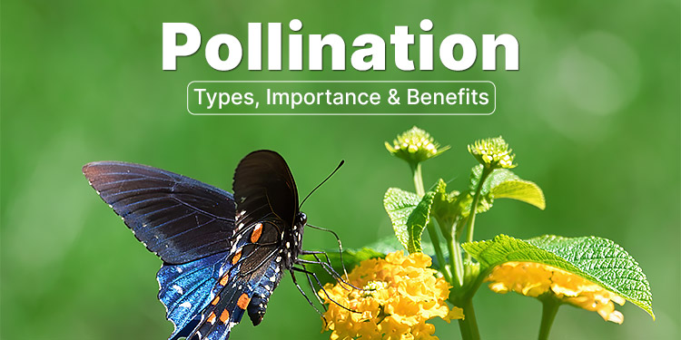 Pollination: Types, Importance & Benefits