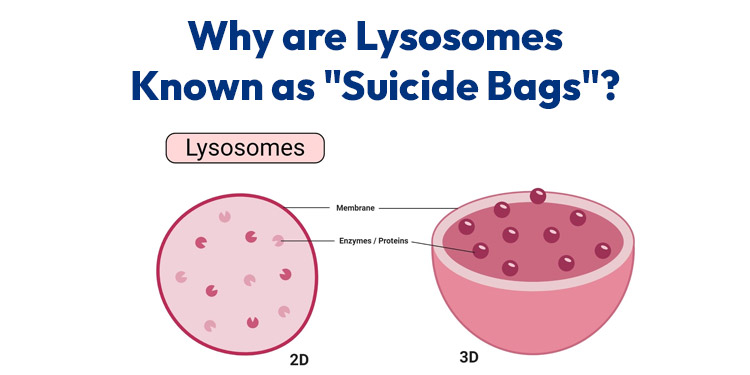 Why are Lysosomes Known as "Suicide Bags"?